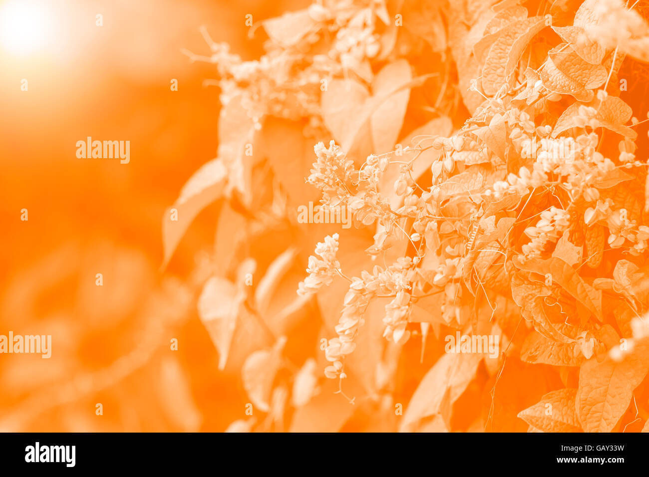 Orange filter hi-res stock photography and images - Alamy