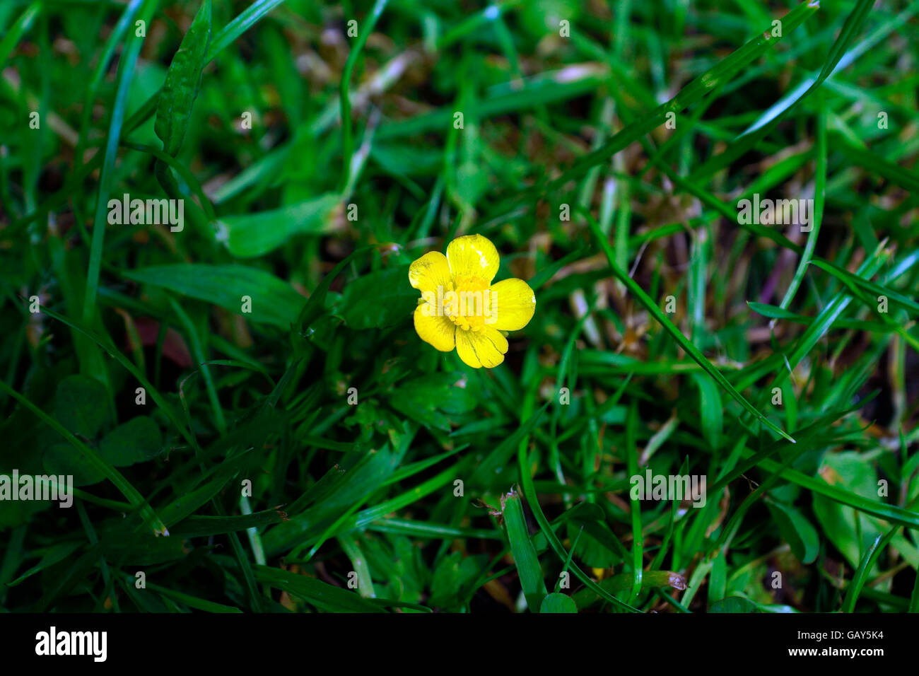 BUTTERCUP (RANUNCULACEAE RANUNCULUS Stock Photo - Alamy