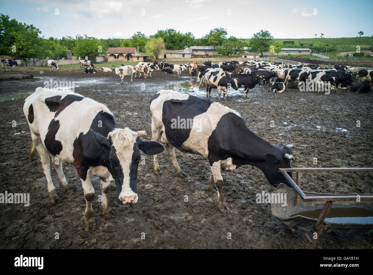 Color image holstein cows in hi-res stock photography and images - Alamy