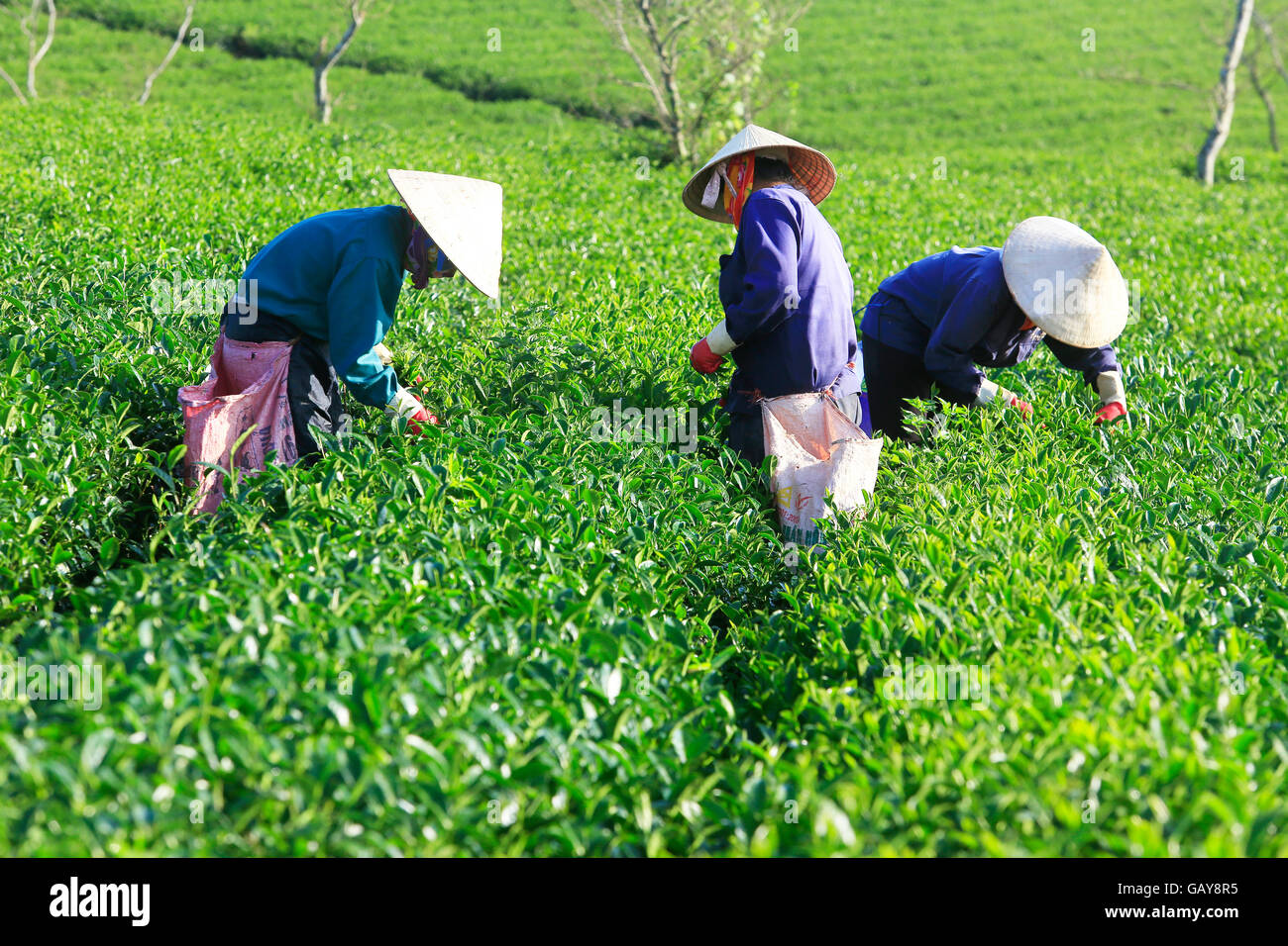 A group of farmers picking tea on a summer afternoon in Cau Dat tea ...