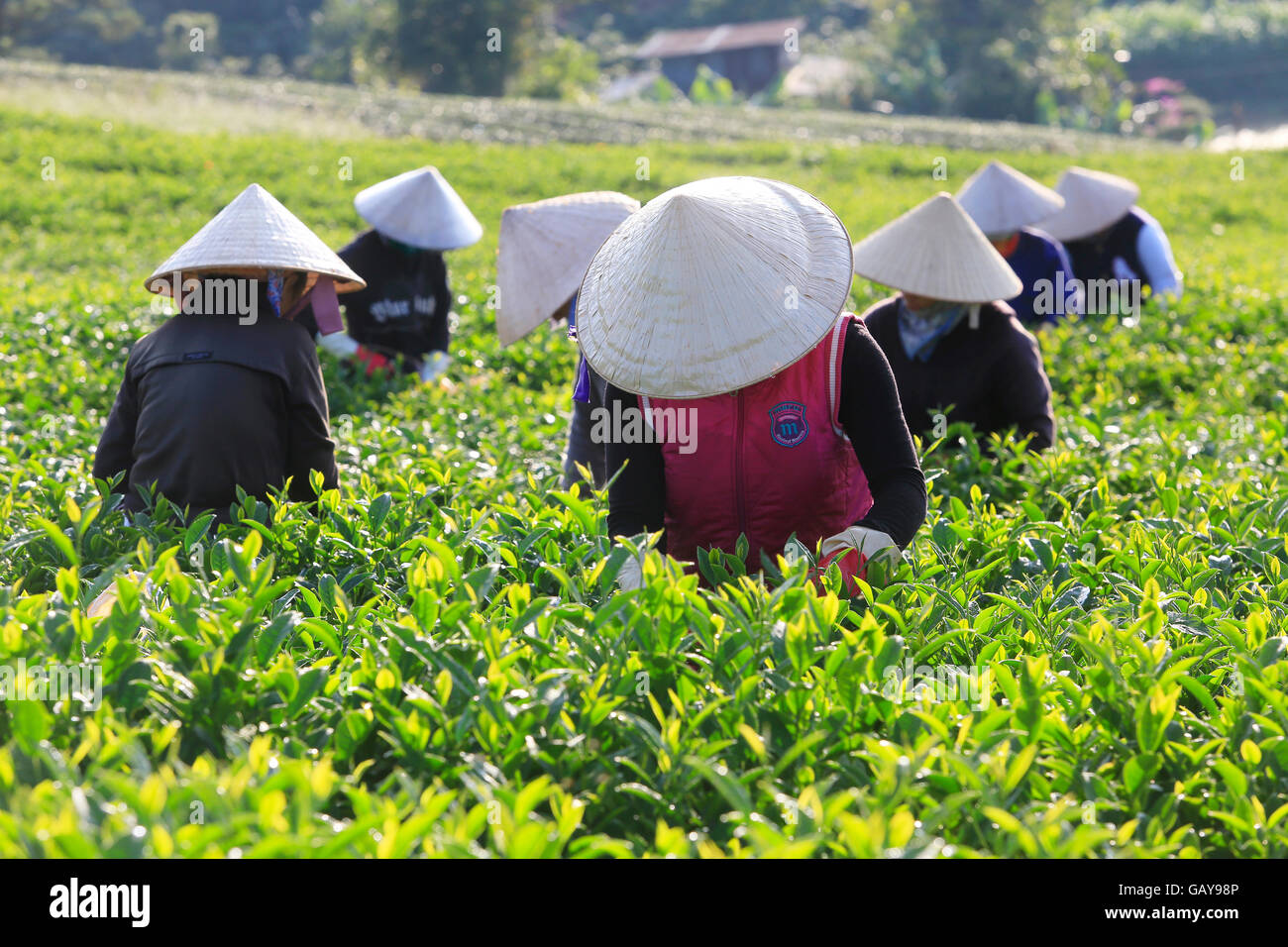 A group of farmers picking tea on a summer afternoon in Cau Dat tea ...