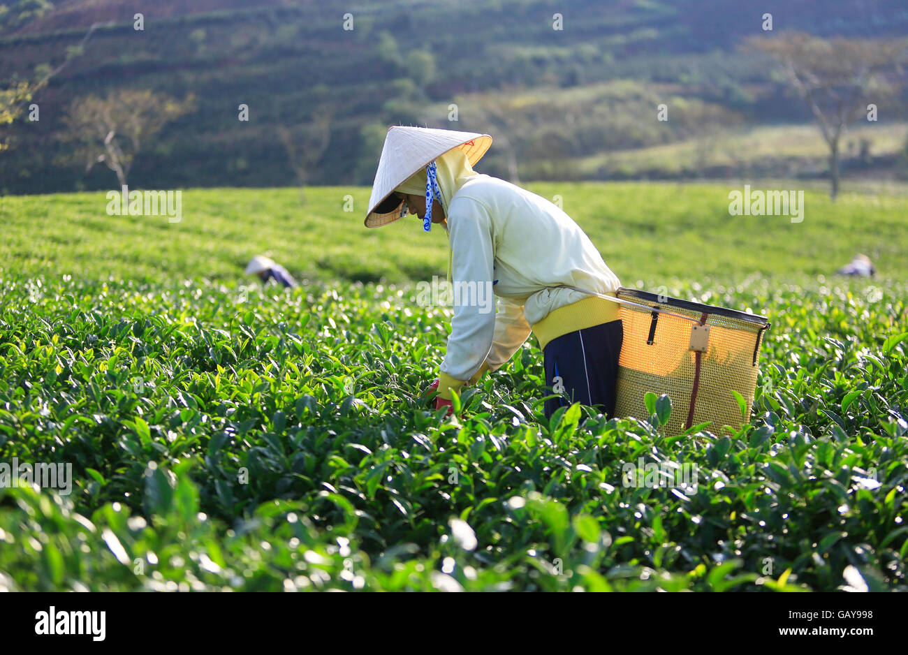 A group of farmers picking tea on a summer afternoon in Cau Dat tea ...