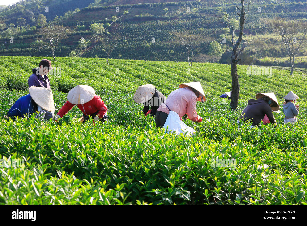 A group of farmers picking tea on a summer afternoon in Cau Dat tea ...