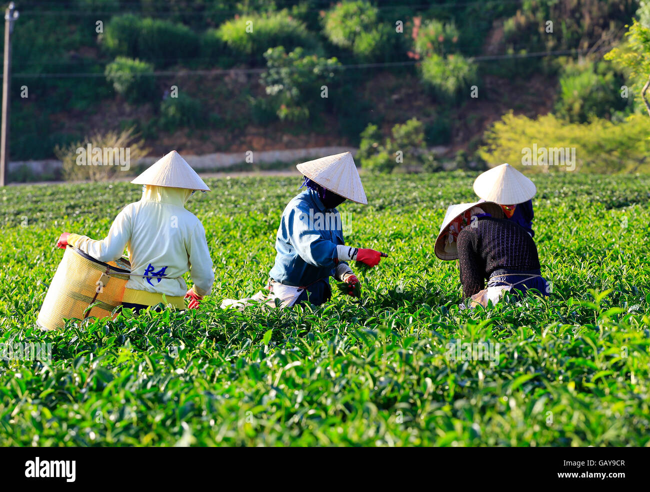 A group of farmers picking tea on a summer afternoon in Cau Dat tea ...