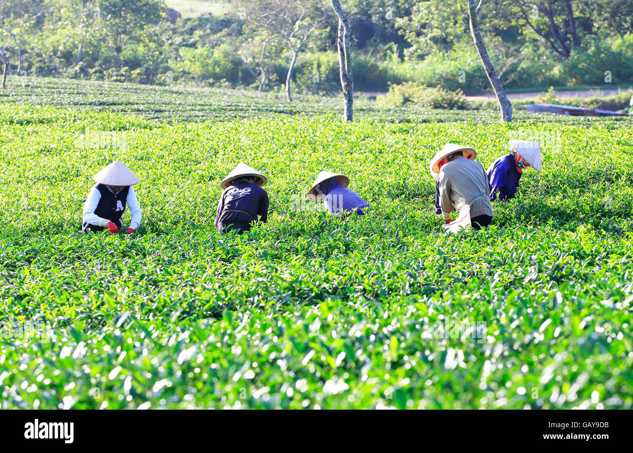 A group of farmers picking tea on a summer afternoon in Cau Dat tea ...
