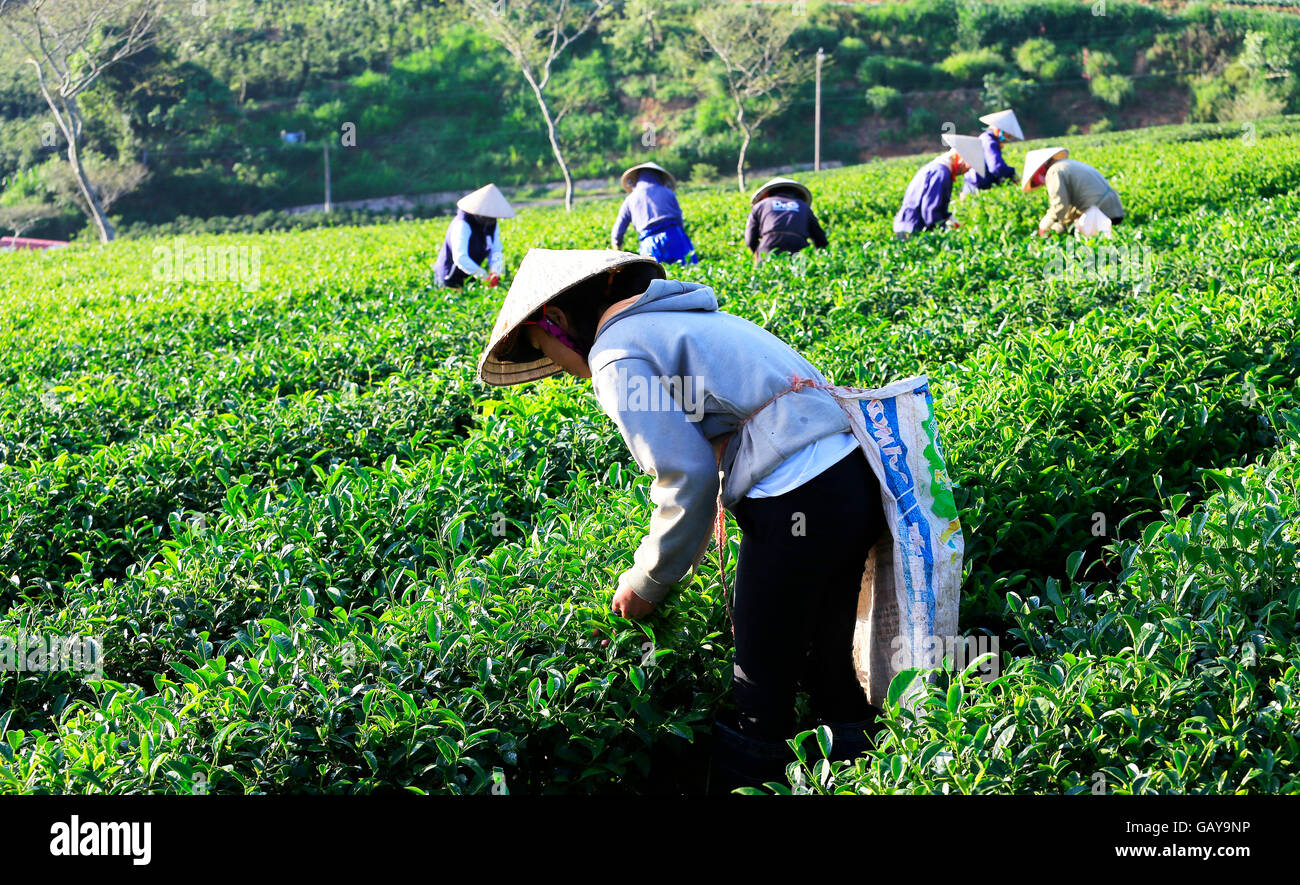 A group of farmers picking tea on a summer afternoon in Cau Dat tea ...
