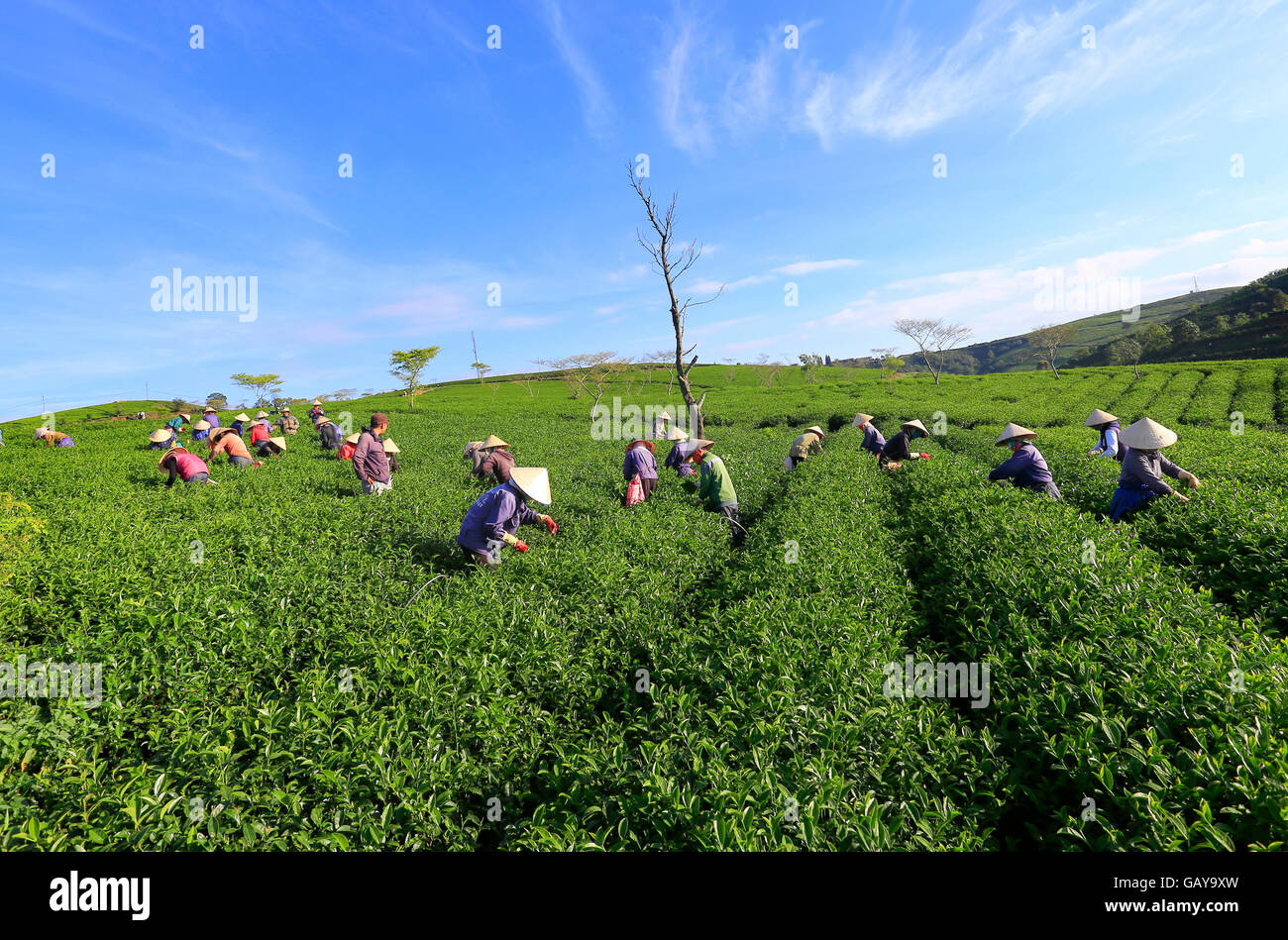 A group of farmers picking tea on a summer afternoon in Cau Dat tea ...