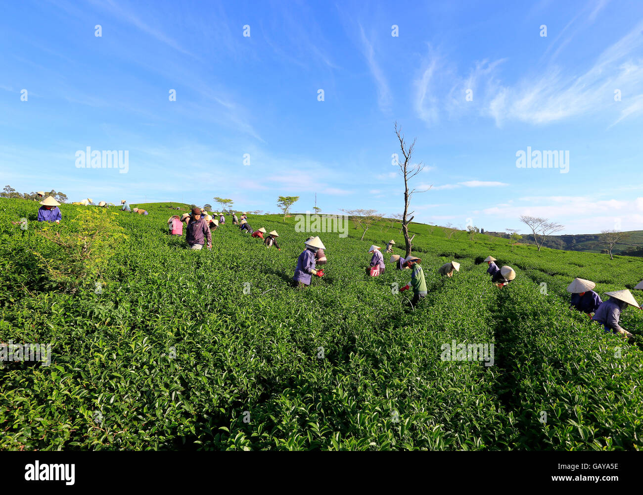 A group of farmers picking tea on a summer afternoon in Cau Dat tea ...