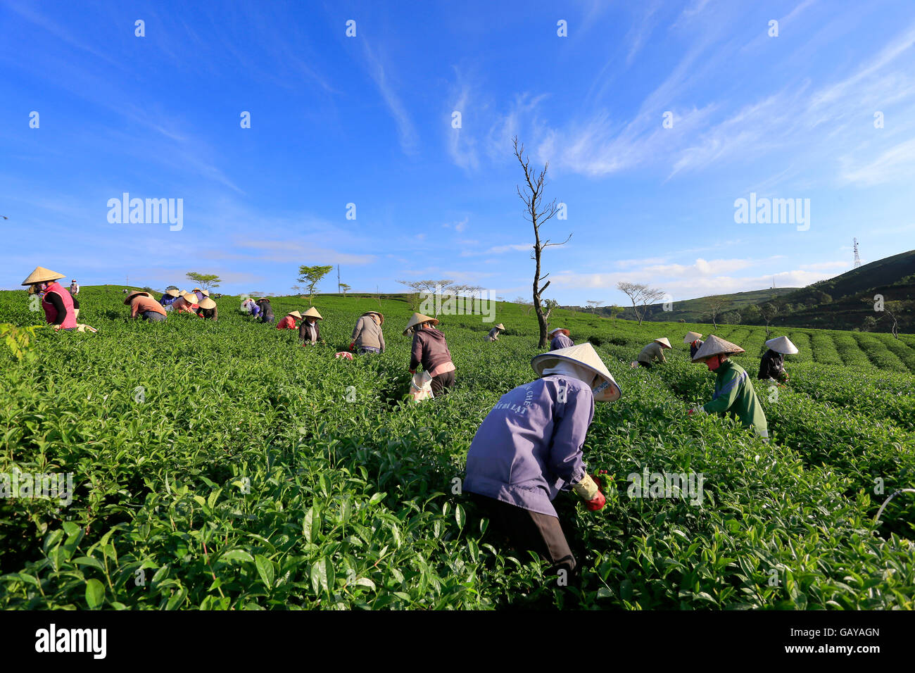 A group of farmers picking tea on a summer afternoon in Cau Dat tea ...