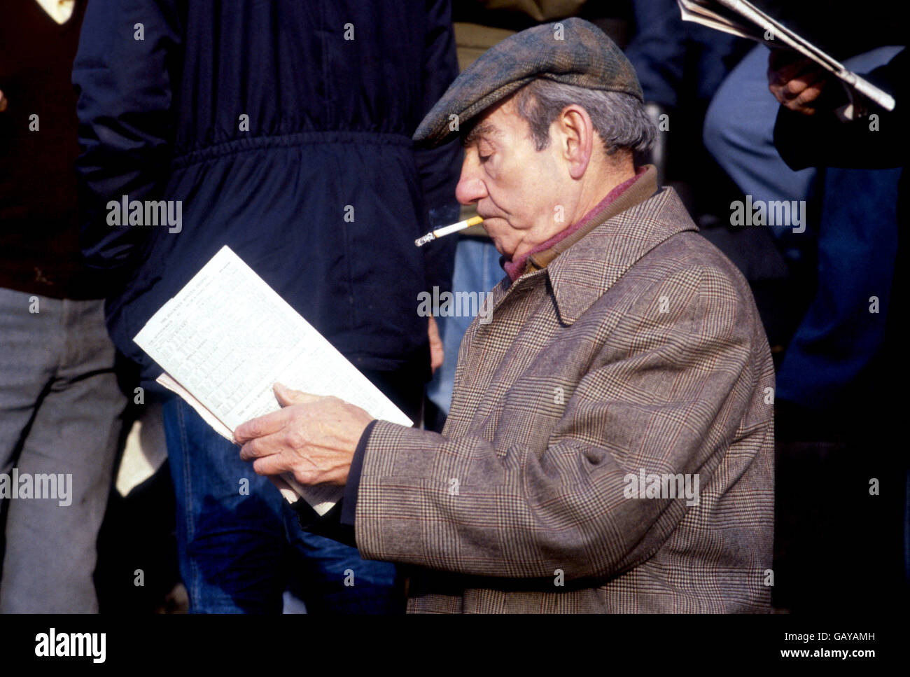 Greyhound Racing - Hackney Stock Photo - Alamy