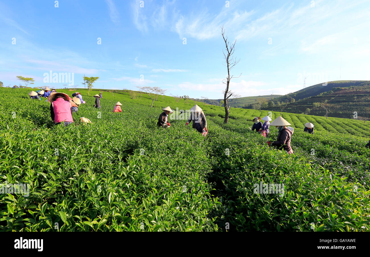 A group of farmers picking tea on a summer afternoon in Cau Dat tea ...
