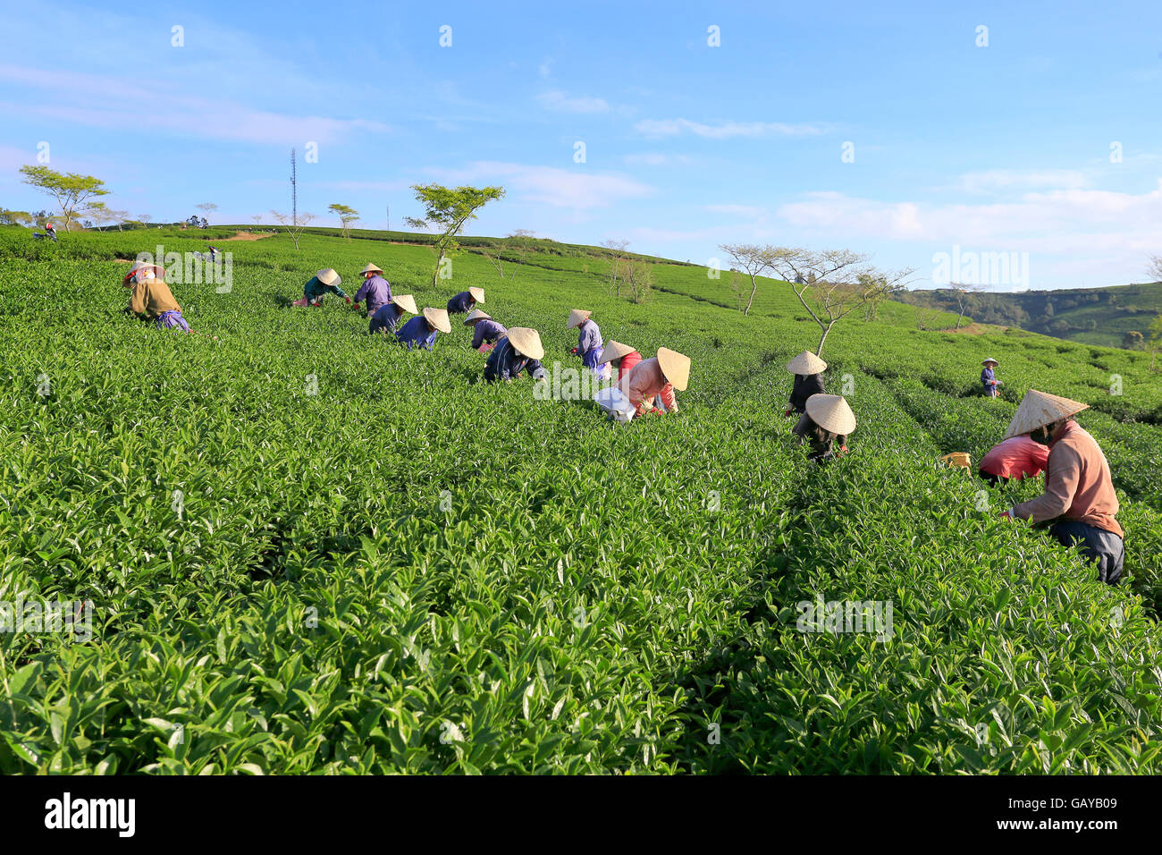 A group of farmers picking tea on a summer afternoon in Cau Dat tea ...