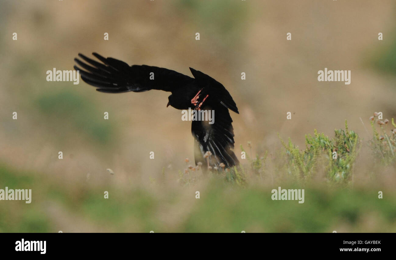Cornish Chough at Lizard Point Stock Photo - Alamy