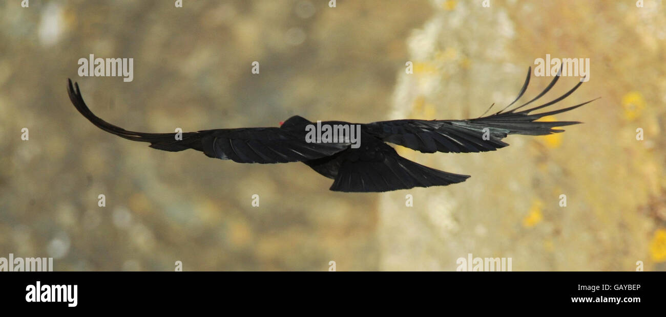 A Cornish Chough flying over the nesting site close to Lizard Point in ...