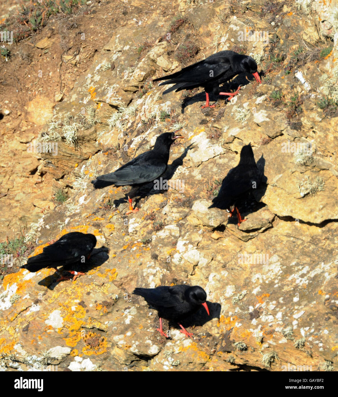 Cornish Chough at Lizard Point Stock Photo - Alamy