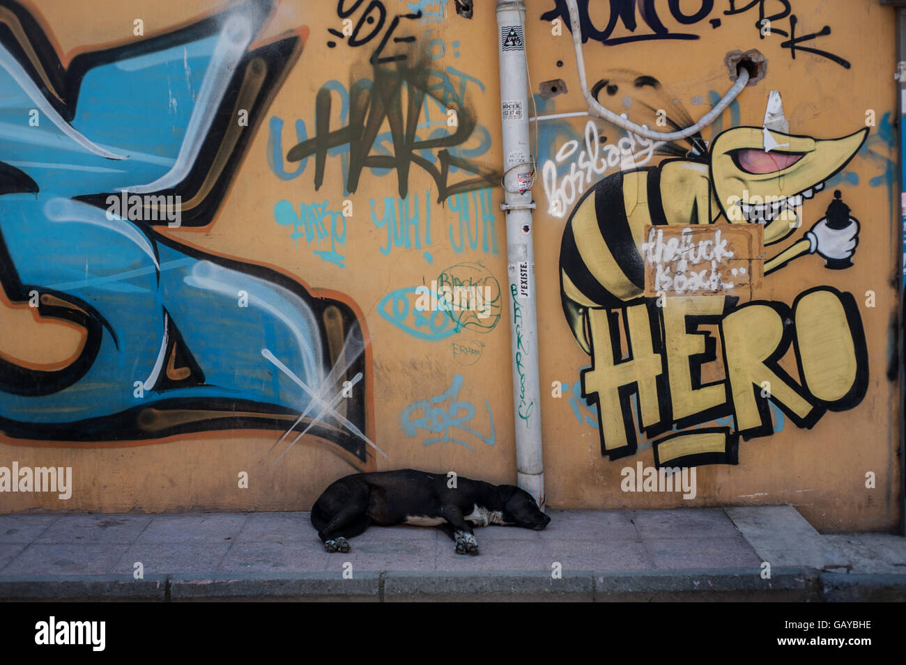 Istanbul Street Dogs Stock Photo - Alamy