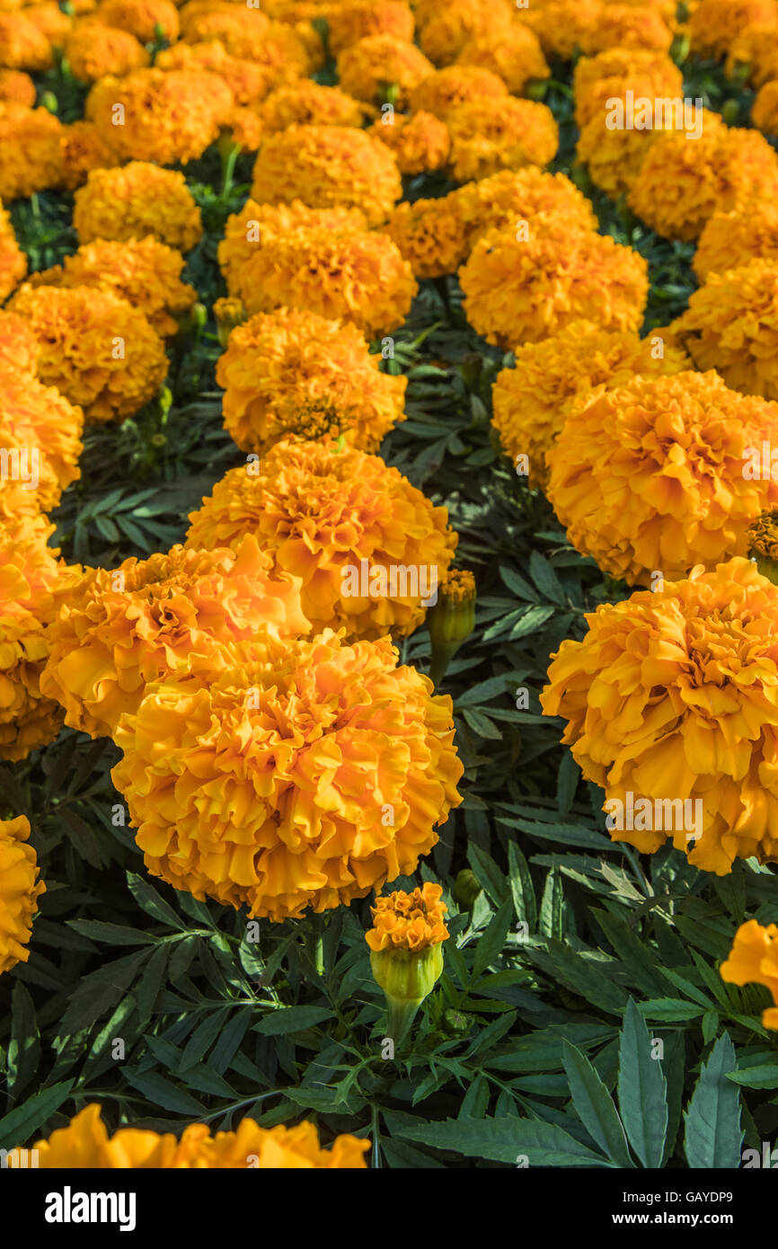 Angle View of Marigold Flowers in Group vertical image Stock Photo - Alamy