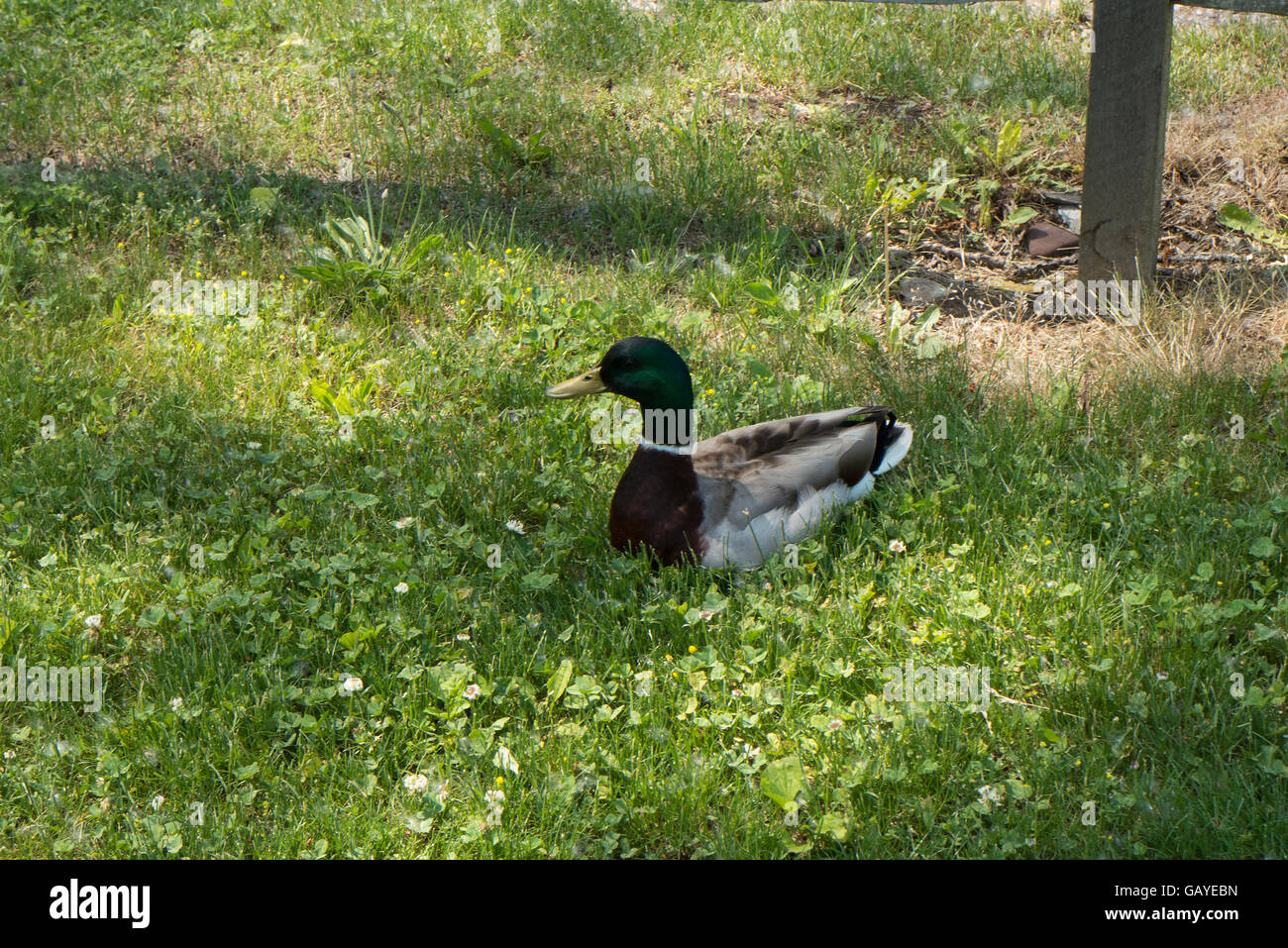 Duck resting hi-res stock photography and images - Alamy
