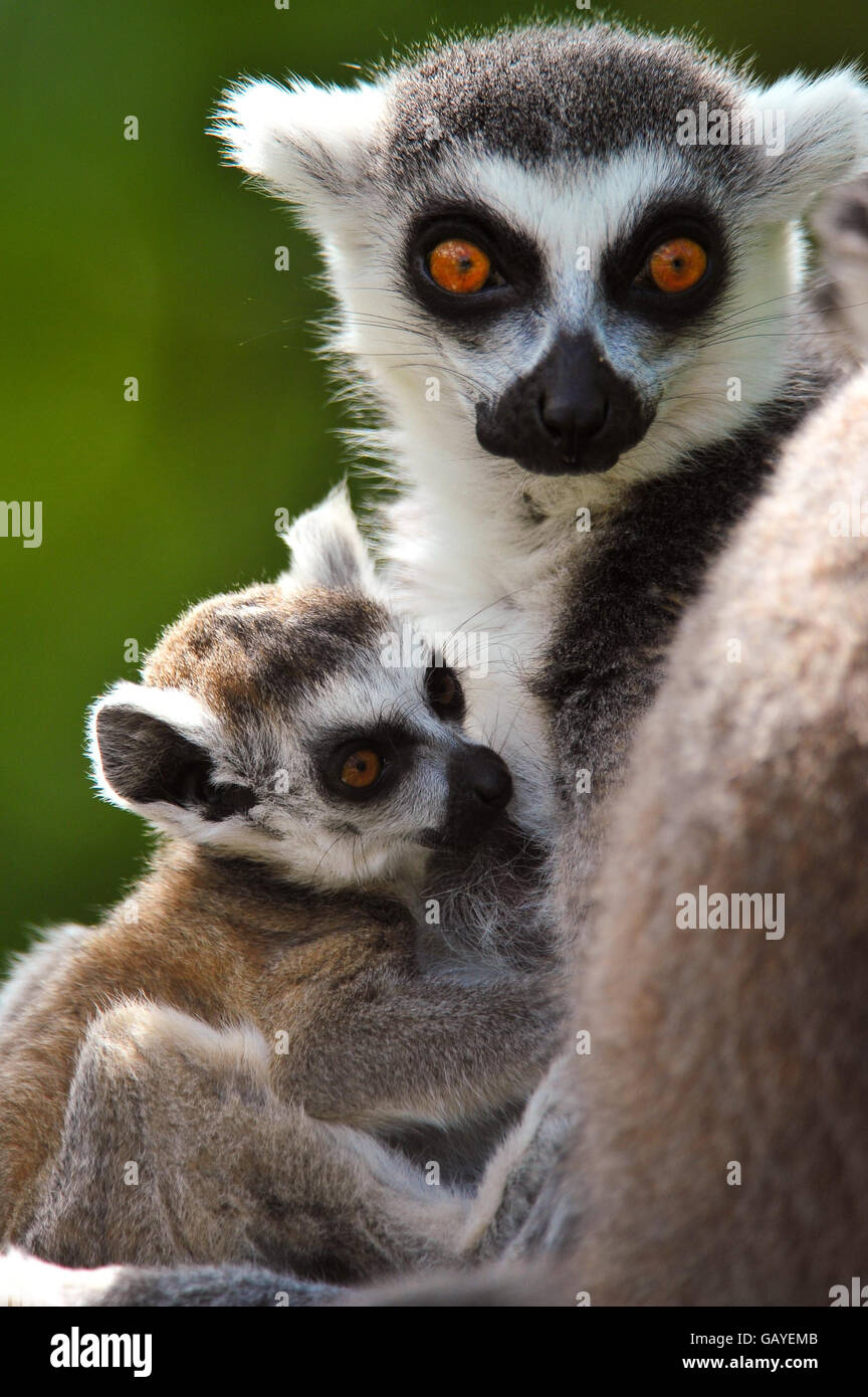 Baby lemur at Bristol Zoo Stock Photo - Alamy