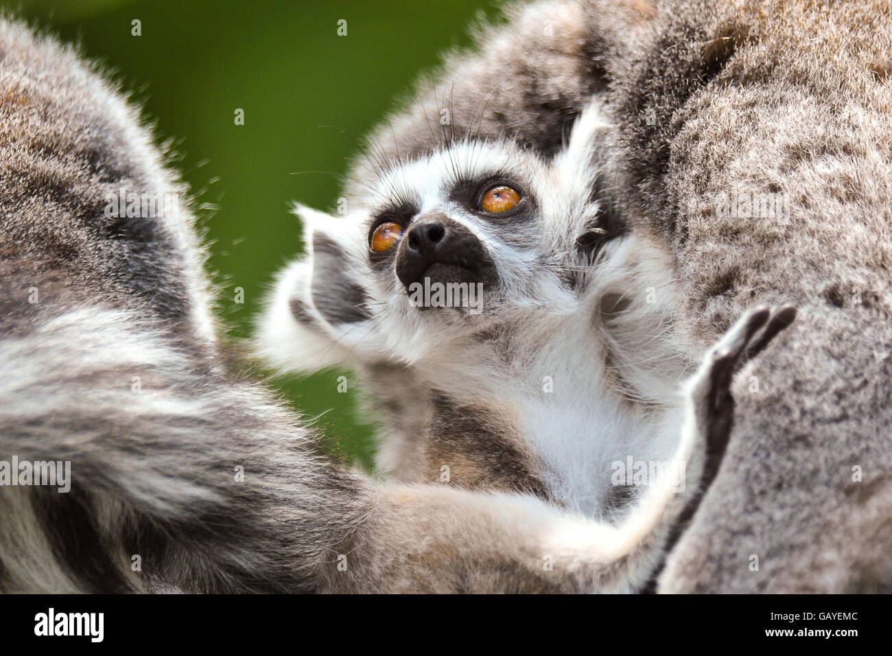 Seven eyes hi-res stock photography and images - Alamy