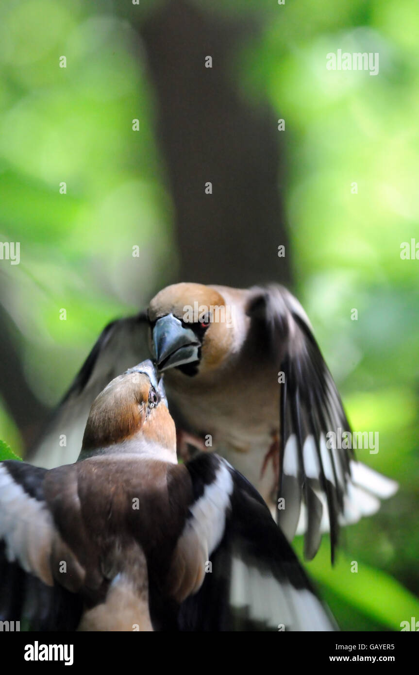 Hawfinches hi-res stock photography and images - Alamy