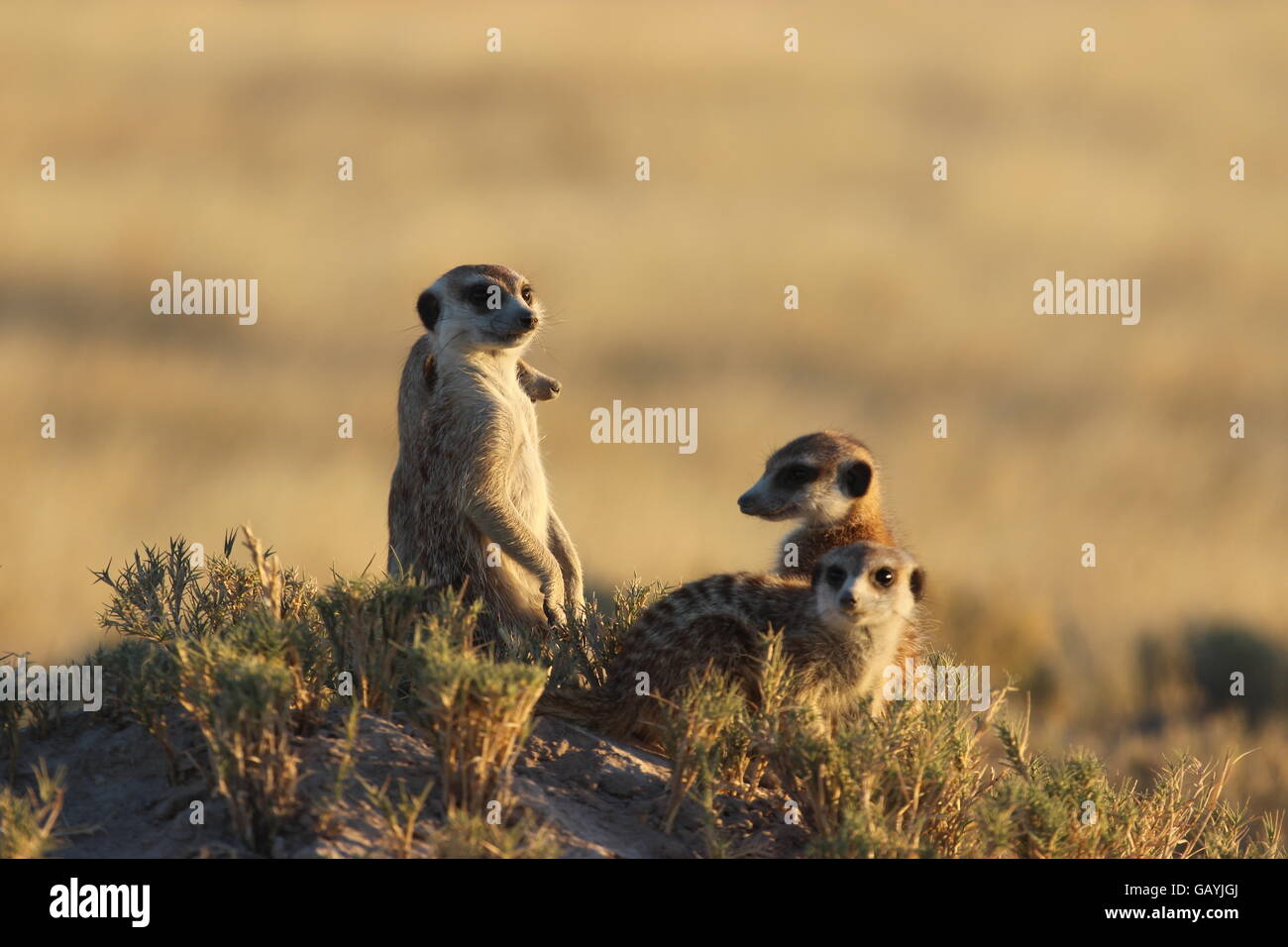 Meerkats standing up looking around on a beautiful morning in Botswana ...