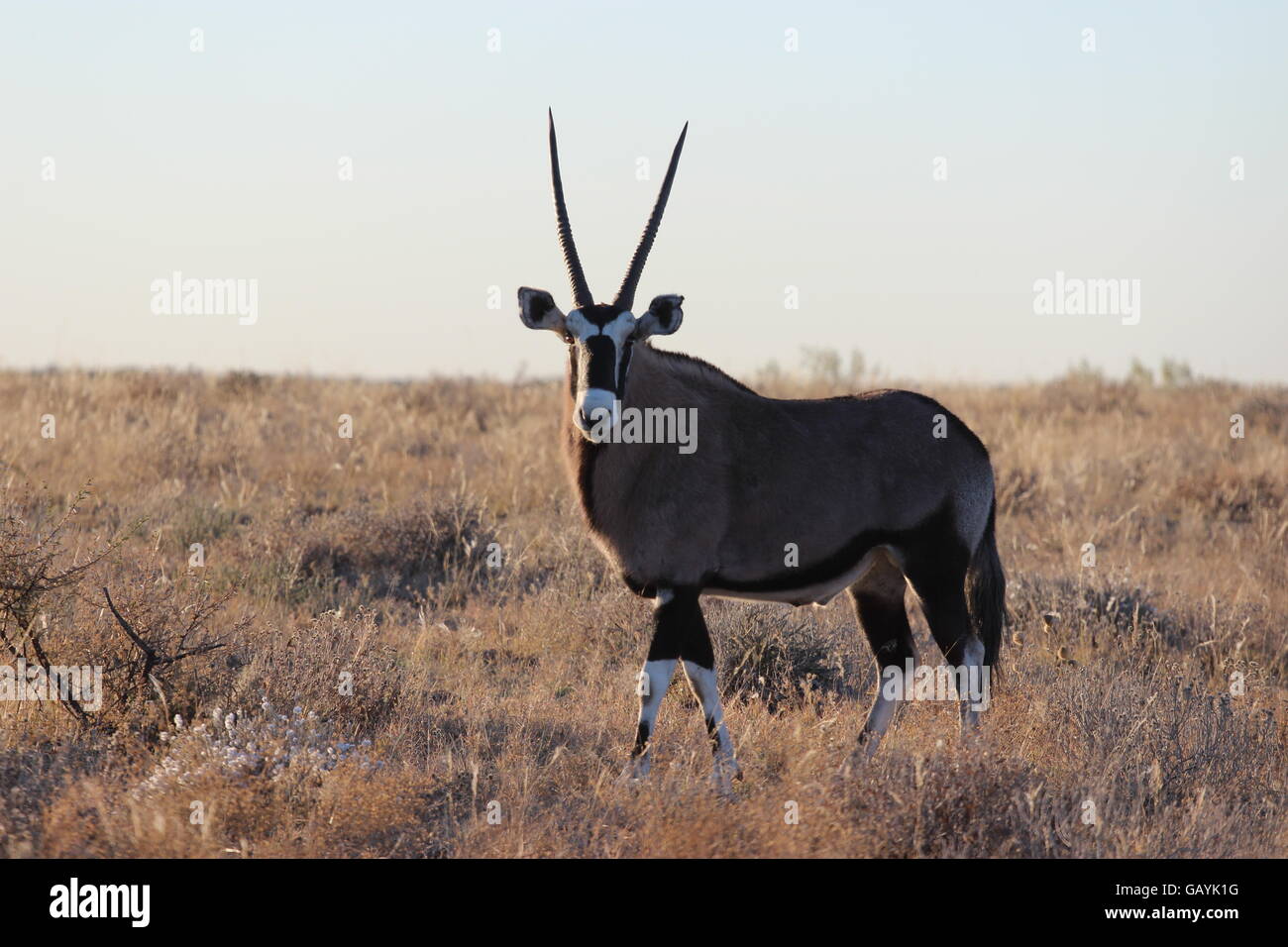 Antelope spotted in Botswana,South Africa Stock Photo - Alamy