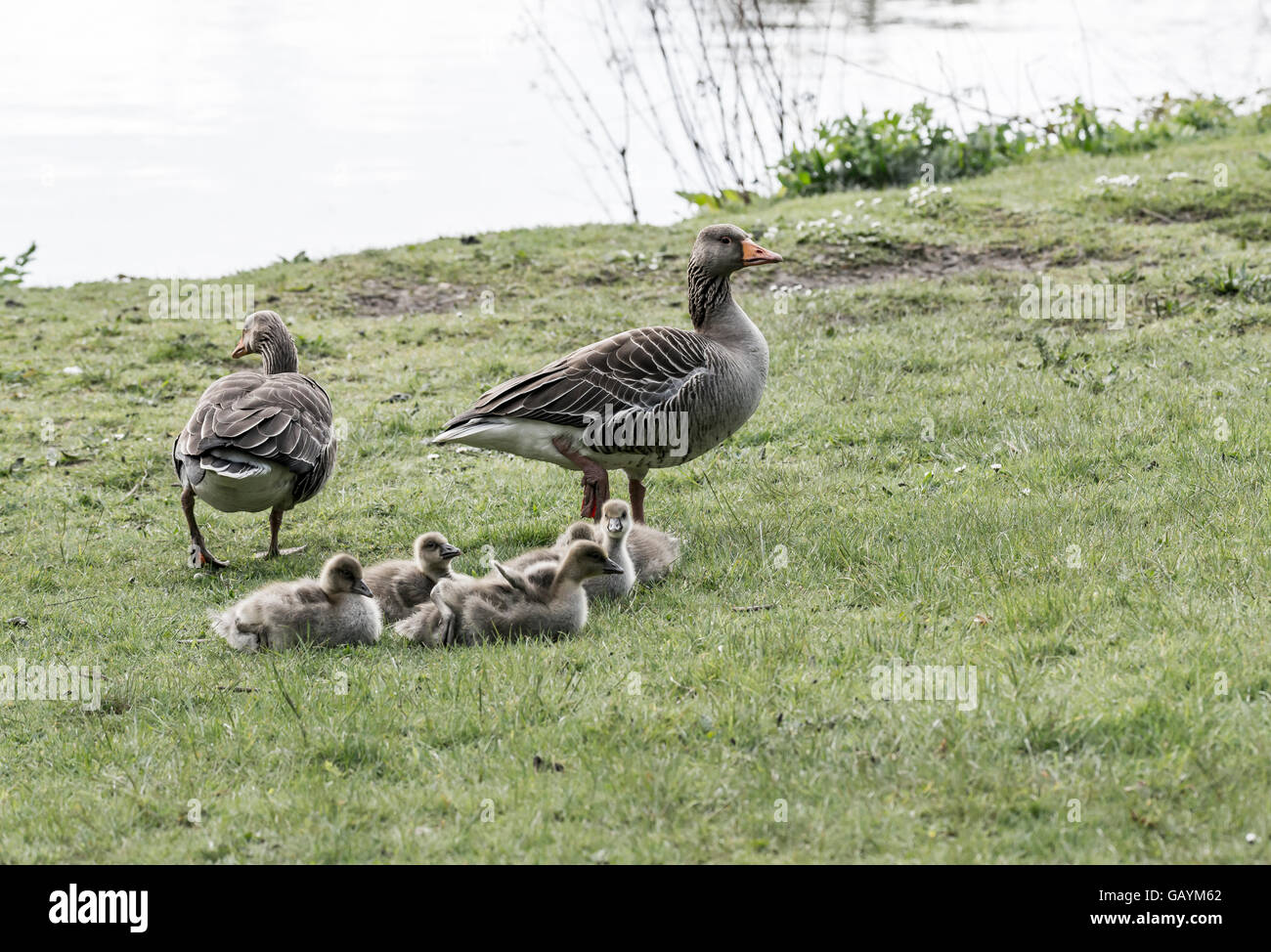Gooses family hi-res stock photography and images - Alamy