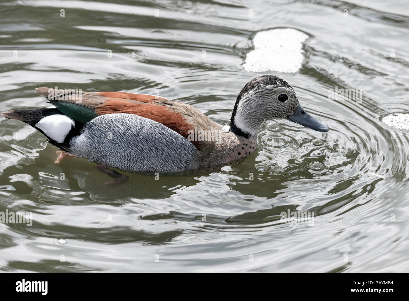 Ringed teal uk hi-res stock photography and images - Alamy