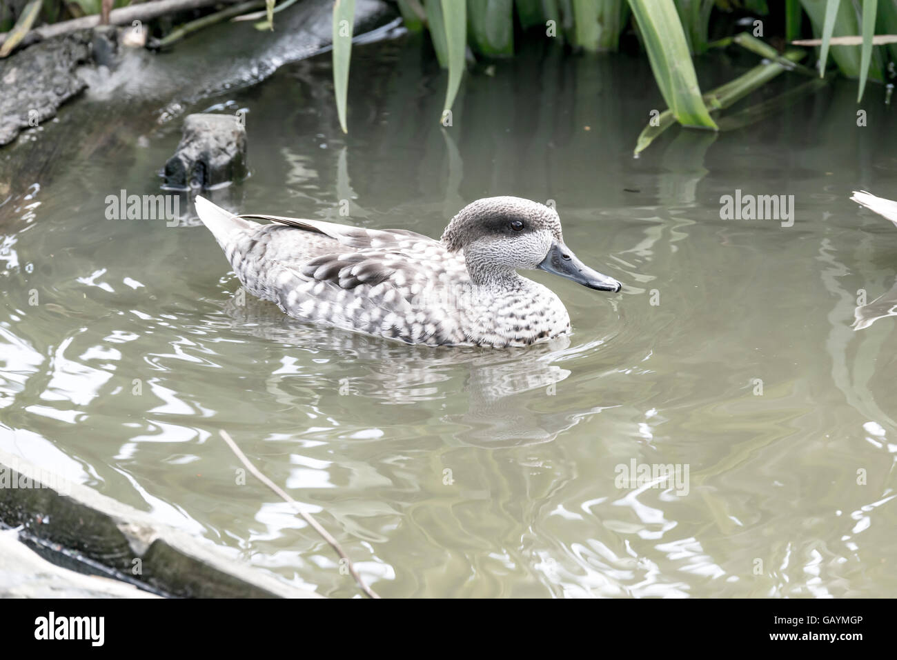 Marbled duck hi-res stock photography and images - Alamy