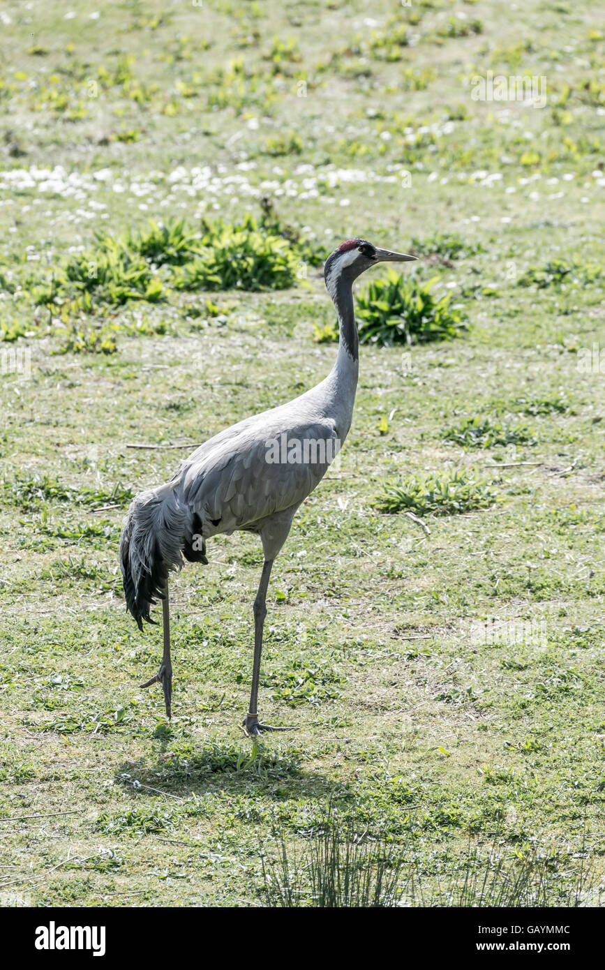 Crane bird britain hi-res stock photography and images - Alamy