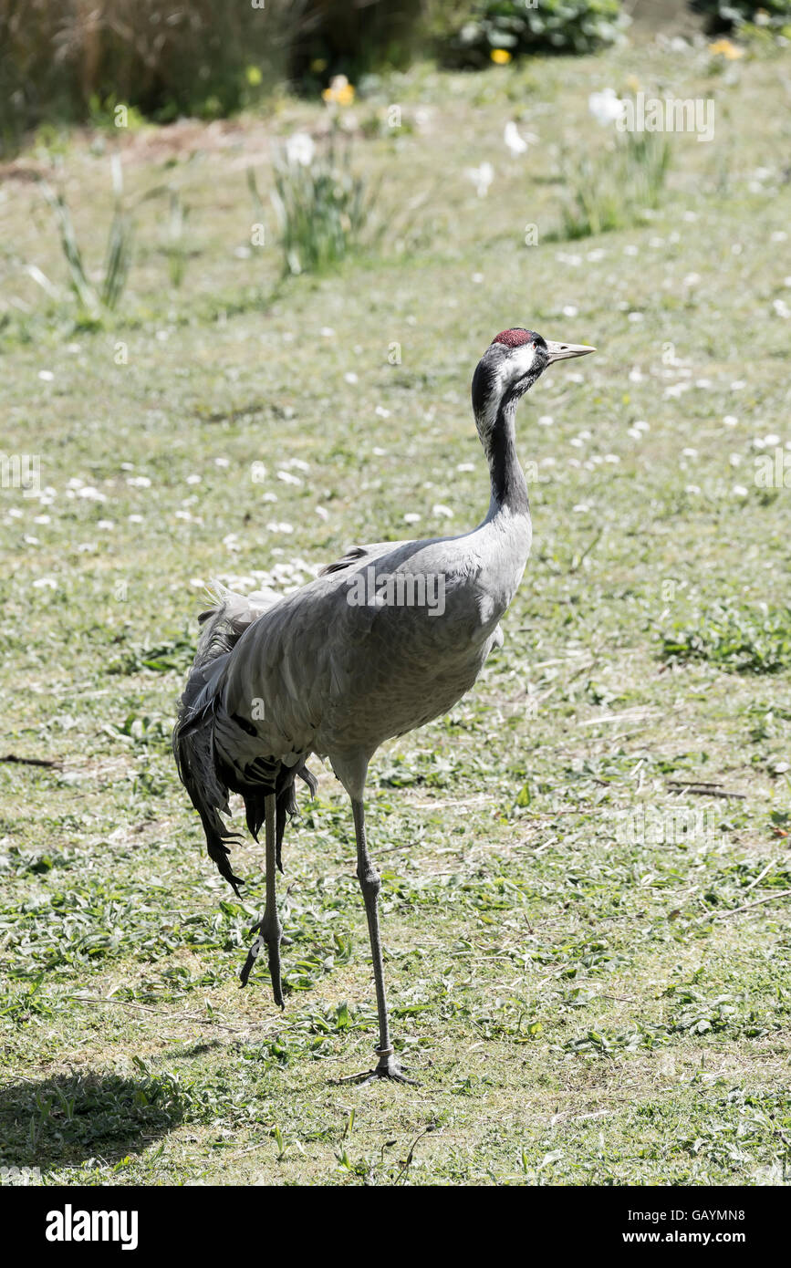 Crane field hi-res stock photography and images - Alamy