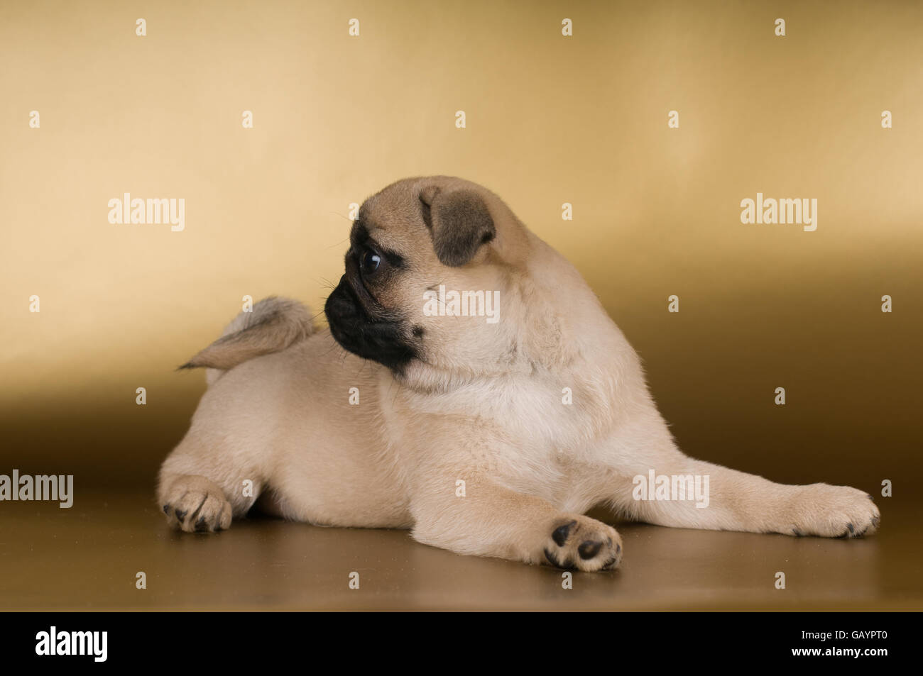 Pug puppy on golden background Stock Photo - Alamy
