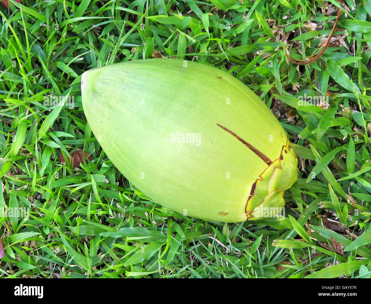 Coco grass hi-res stock photography and images - Alamy