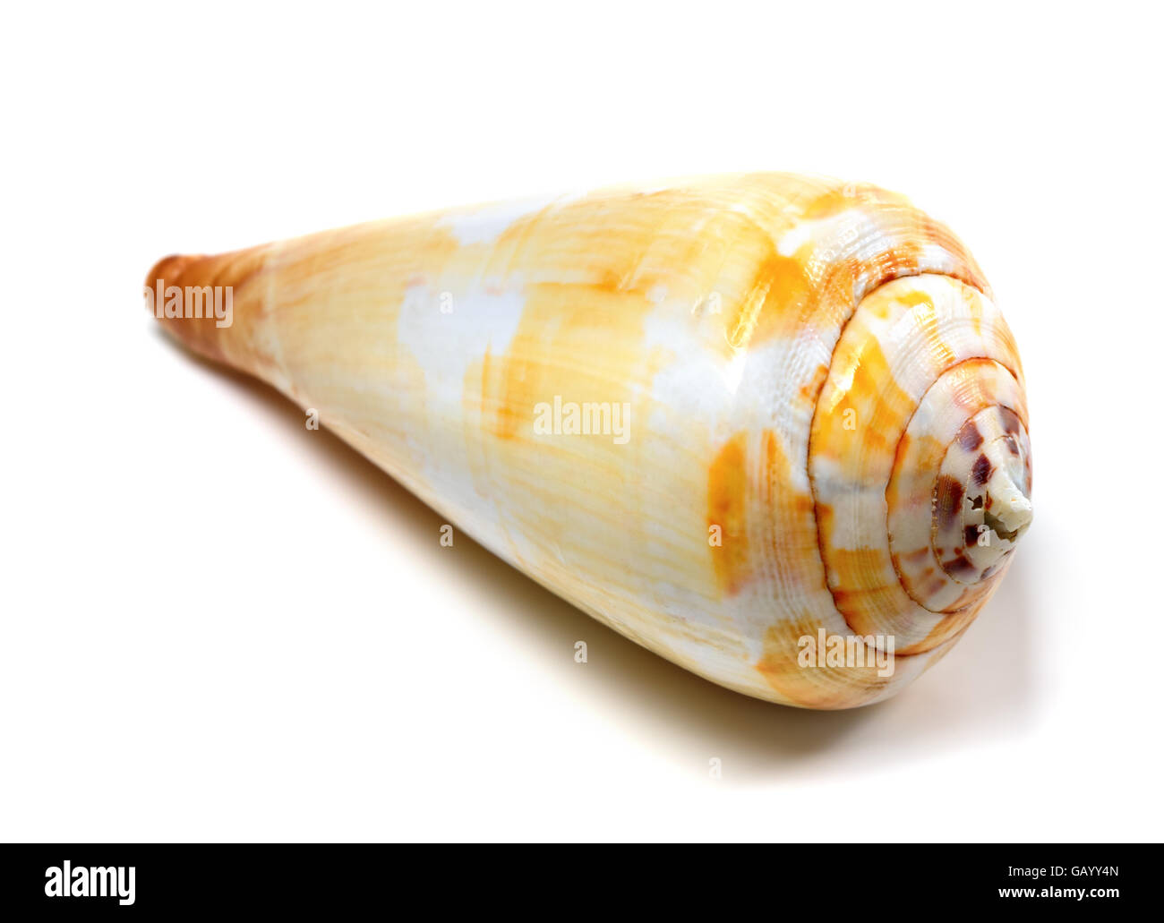 Seashell isolated on white background Stock Photo - Alamy