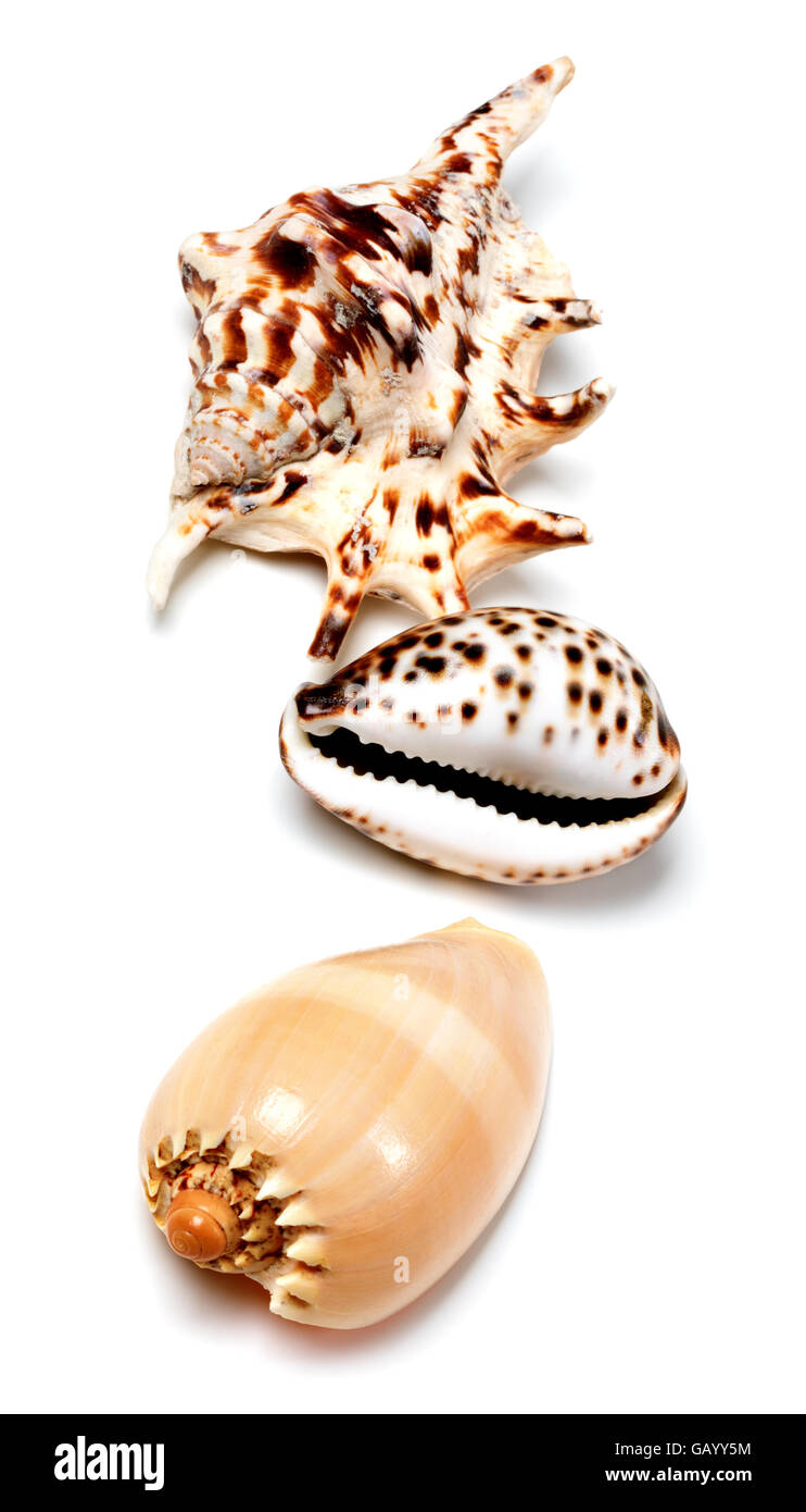 Three seashells isolated on white background Stock Photo - Alamy