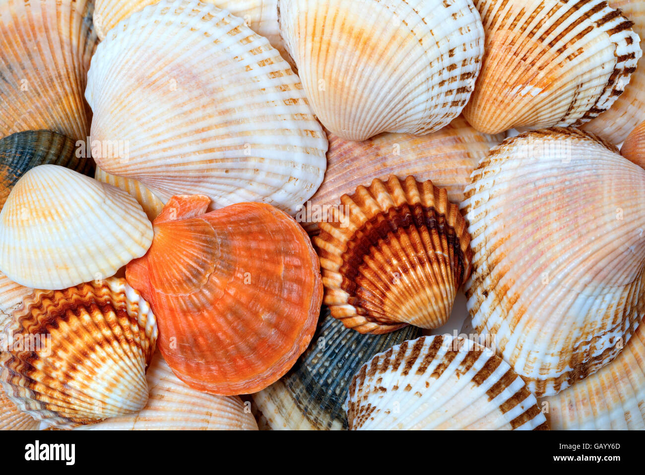 Shells of anadara and scallops. Natural background Stock Photo - Alamy