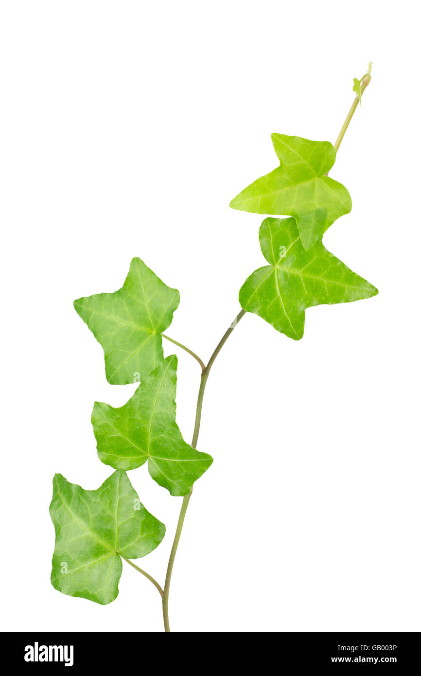 Close up of Hedera helix, aka English or common ivy, isolated on white ...