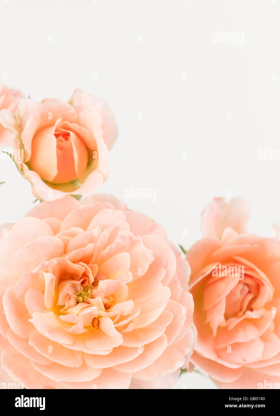 Close up of old fashioned pink double roses with white background and ...