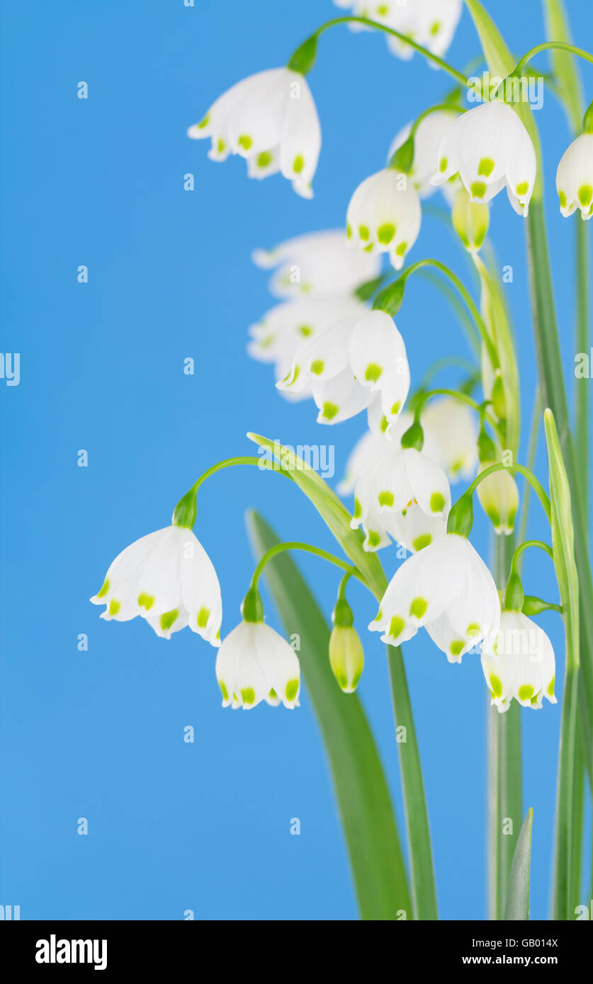 Green stems of spring snowflakes hi-res stock photography and images ...