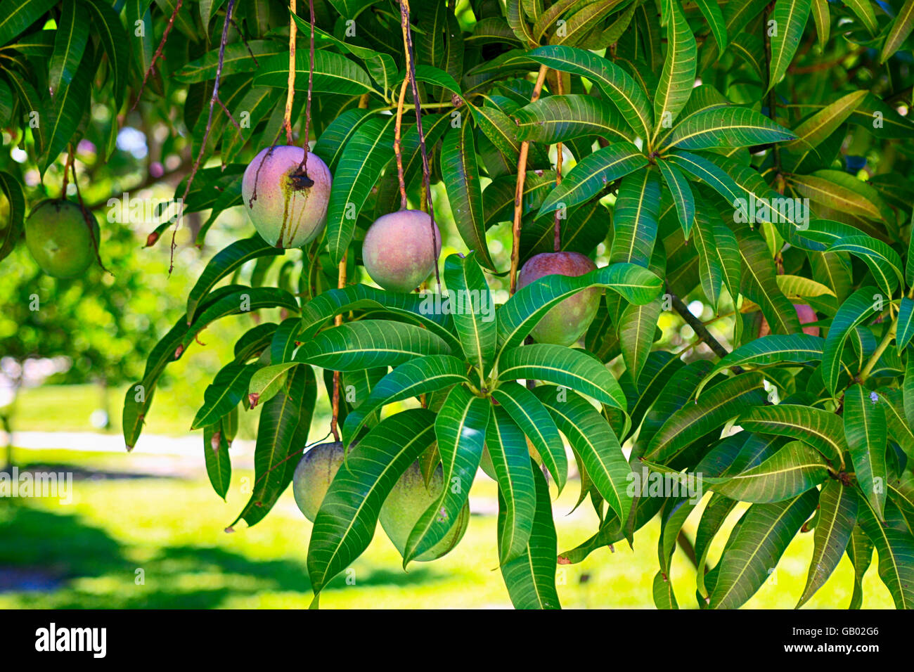 Mangos hanging from a tree hi-res stock photography and images - Alamy
