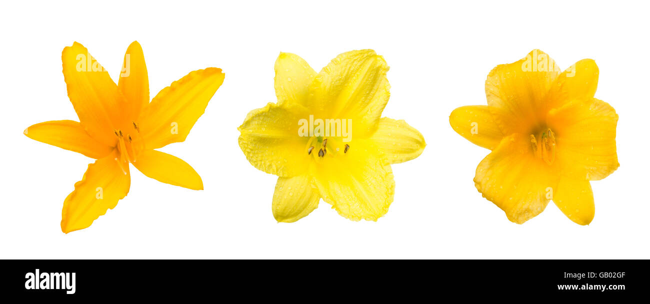 Three yellow daylily flower varieties isolated on white.Hemerocallis ...