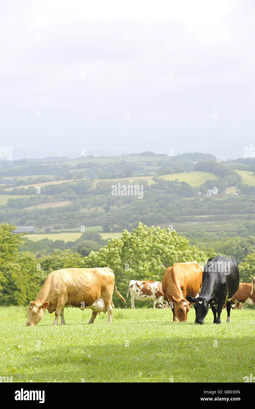 Farming - Wales Stock Photo - Alamy