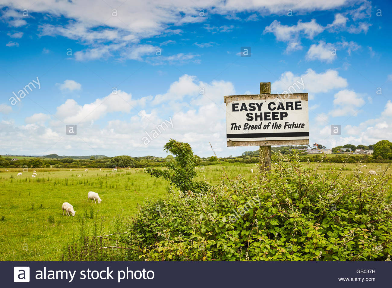 Funny lamb sign uk hi-res stock photography and images - Alamy