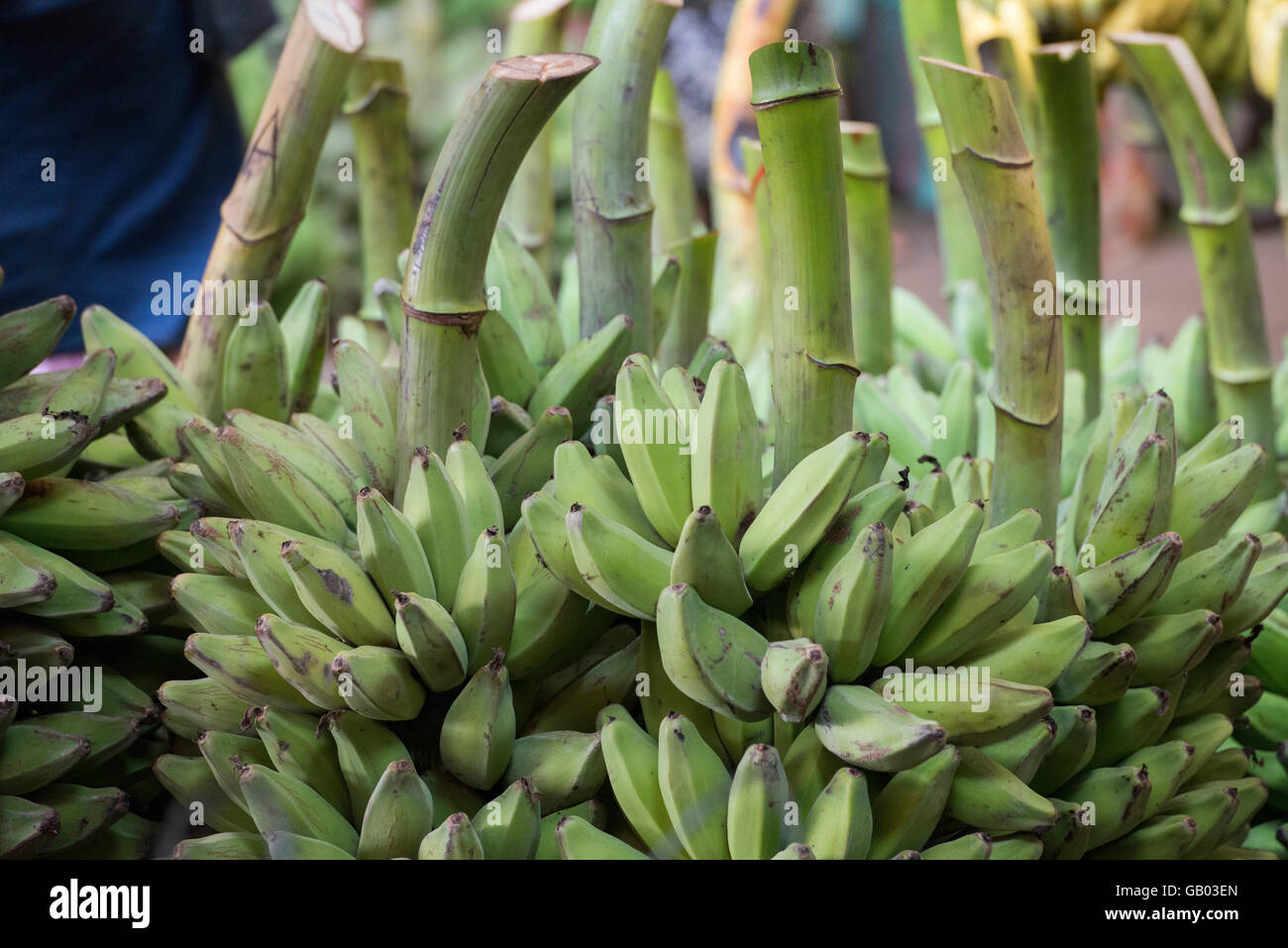a big Banana Shop in a Market near the City of Yangon in Myanmar in ...