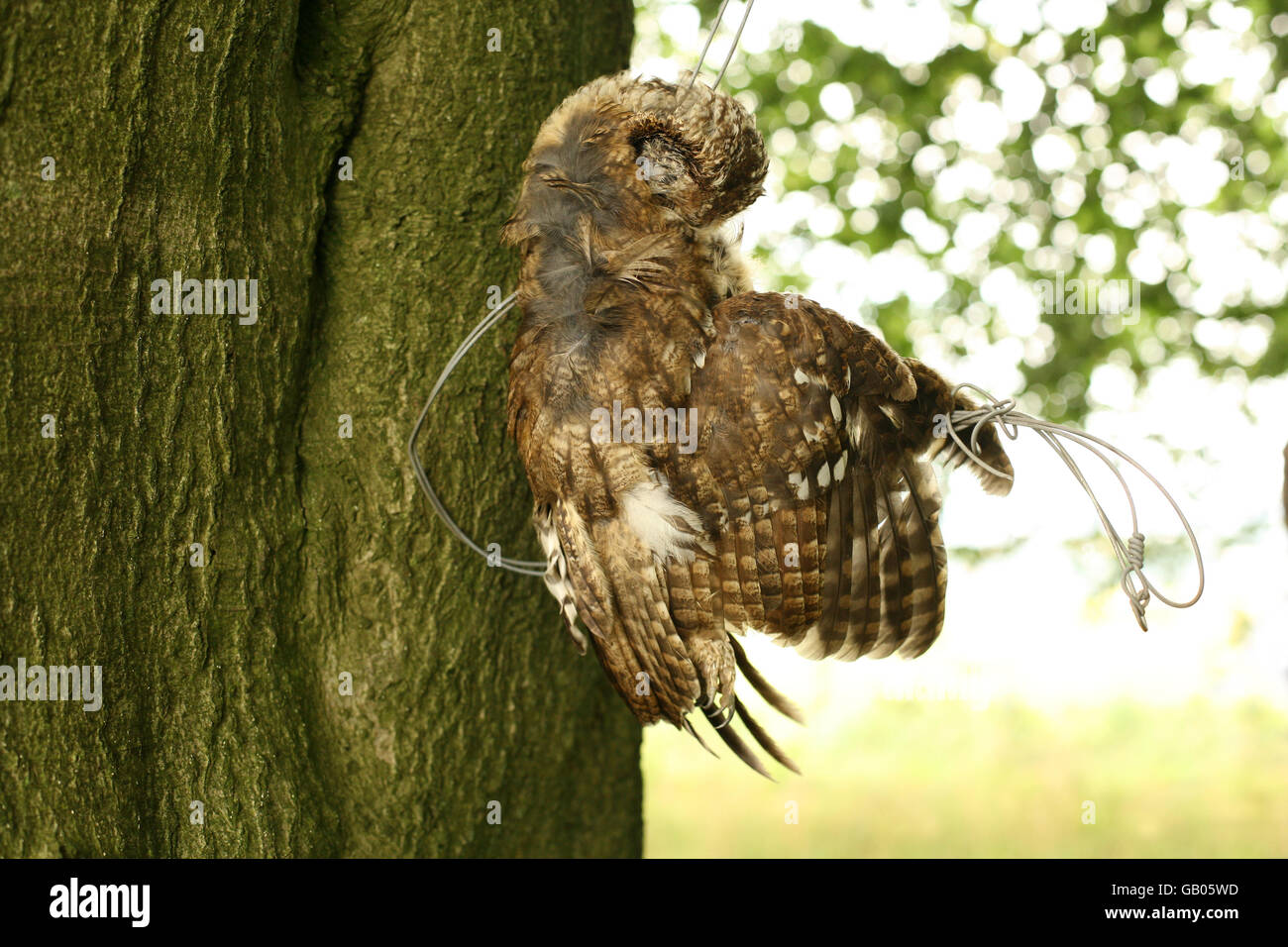 Tawny Owl killed and strung up in the clump of trees at the top of ...