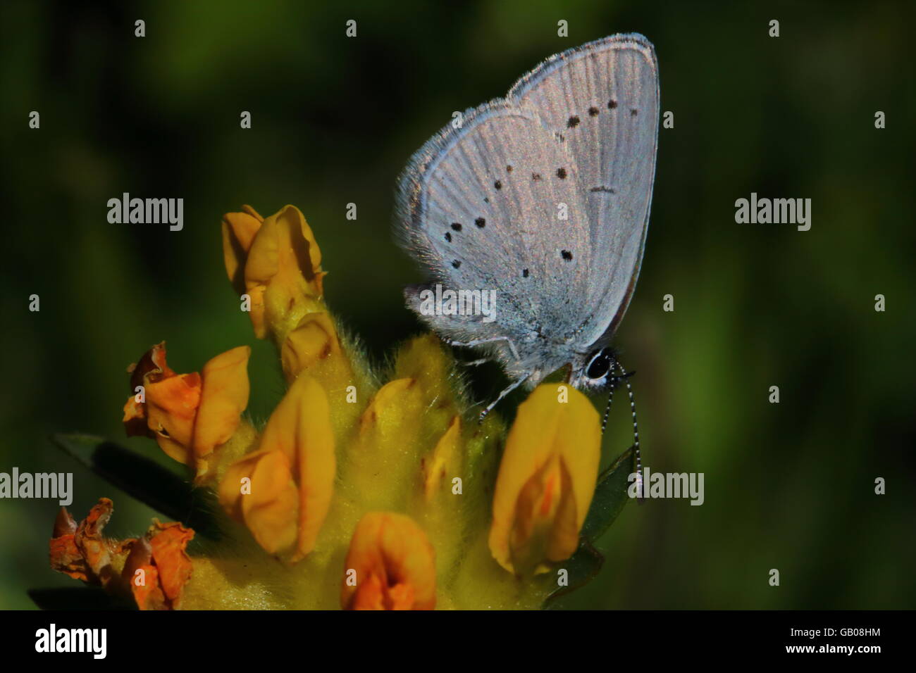 Small Blue Butterfly Stock Photo - Alamy