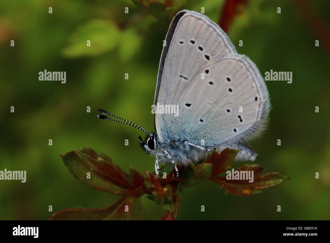 Small blue butterfly hi-res stock photography and images - Alamy
