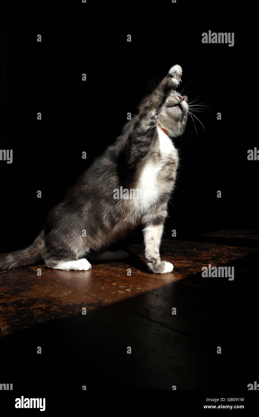Dramatic tabby cat hi-res stock photography and images - Alamy
