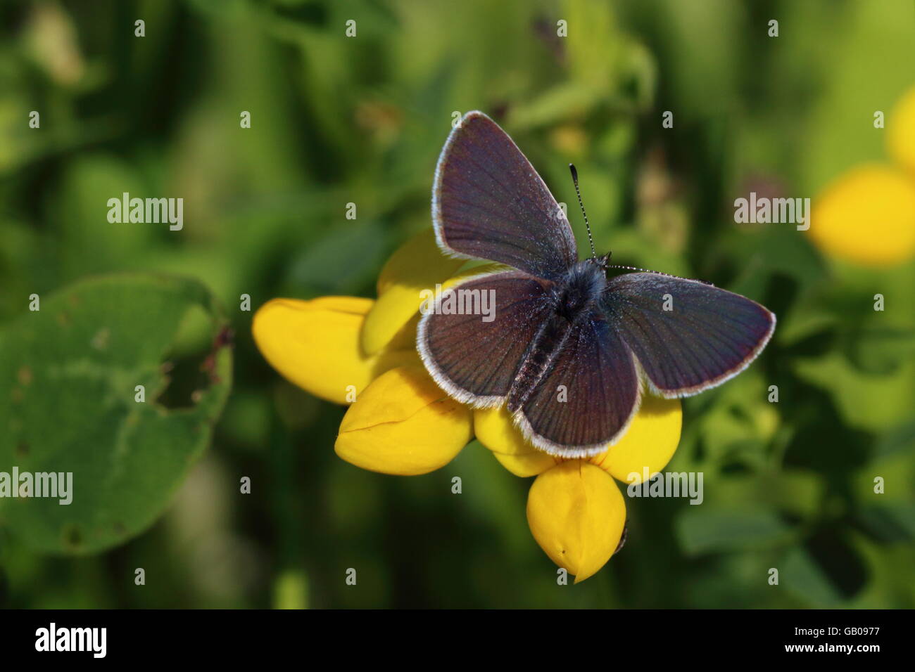 Small Blue Butterfly Stock Photo - Alamy